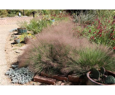 Colorado Springs Utilities Xeriscaping Undaunted Ruby Muhly