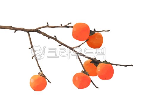 추석일러스트공모전 감나무 감나무일러스트 감 추석 사진이미지일러스트캘리그라피 Bootan작가