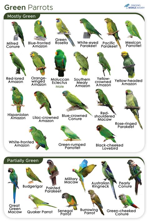 Conure Parrot Types