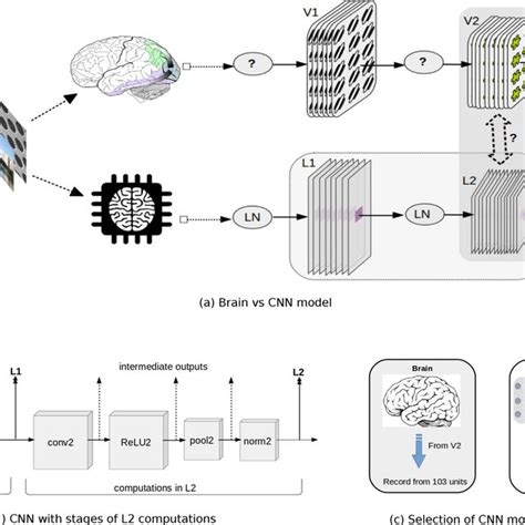 Effect Of CNN Model Training On Sensitivity To High Order Texture Download Scientific Diagram