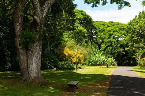 Bottom View Of Tree Trunk To Green Leaves Of Big Tree In Tropical Forest Stock Image Image Of