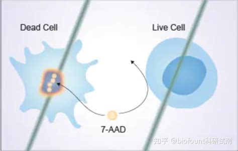 7 Aad 细胞活力流式细胞术实验方案 知乎