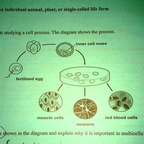Solved Identify The Process Shown In The Diagram And Explain Why It Is Important In
