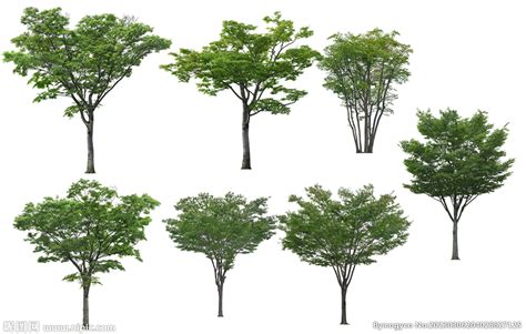 榉树 乔木 树木 花树图片设计图 Psd分层素材 Psd分层素材 设计图库 昵图网