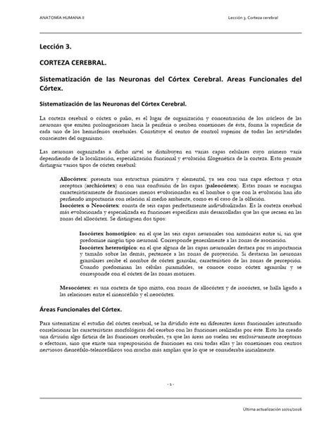 Leccion 3 Pdf Corteza Cerebral Neocortex