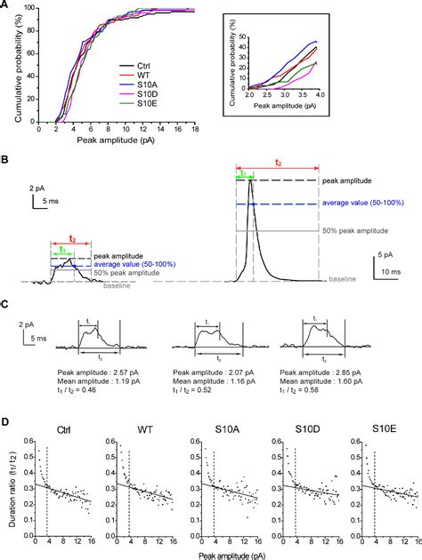Figure 3 From Phosphomimetic Mutation Of Cysteine String Protein α Increases The Rate Of