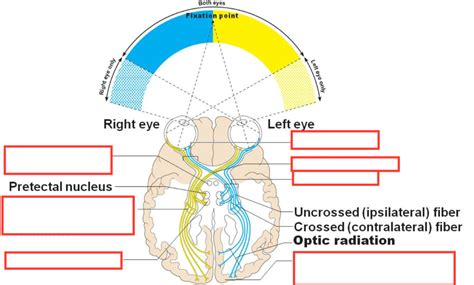 Visual Pathway Diagram Quizlet