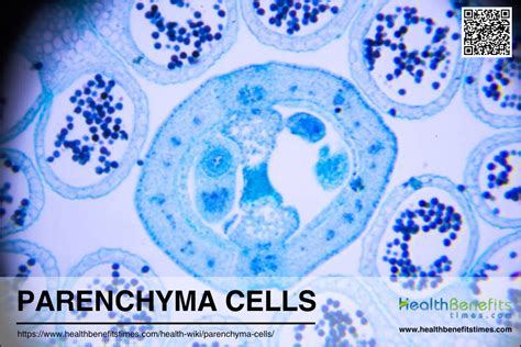 What Is Parenchyma Cells Definition Types Structure And Functions