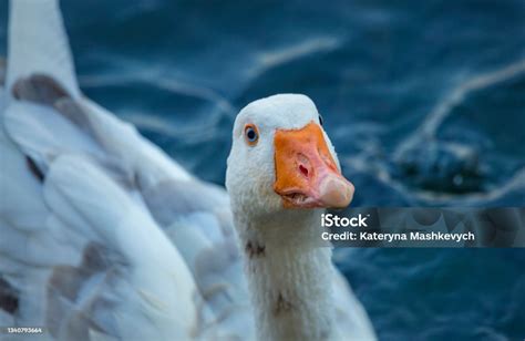 파란 눈 흰색 거위 초상화 재미있는 국내 물새 순종 거위 새 푸른 물 배경에 거위의 총구 얼굴의 클로즈업 가금류에 대한 스톡 사진 및 기타 이미지 Istock