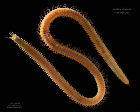 International Polychaete Day