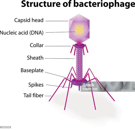 구조 바이러스 박테리오파지 박테리오파지에 대한 스톡 벡터 아트 및 기타 이미지 박테리오파지 바이러스 일러스트레이션 Istock