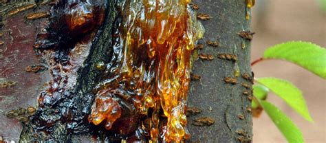 Why Does A Tree Produce Sap And How To Manage Leaking Why Does A Tree Produce Sap And How To Manage Leaking