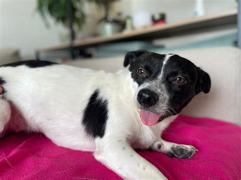 Dorette Ein Herz Für Streuner