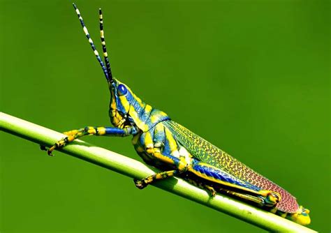 Grasshopper Vs Locust 6 Major Differences That Set Them Apart A Z