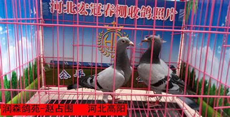润森鸽苑 赵占围 zimgs