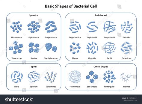 Morphology Of Bacteria Sizes Shapes Arrangements Examples