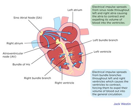 Four Chambered Heart Structure And Function Circulatory System Mcat Content
