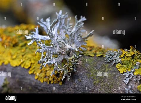 Lichen Tree Moss Lichens Mosses Stock Photo Alamy