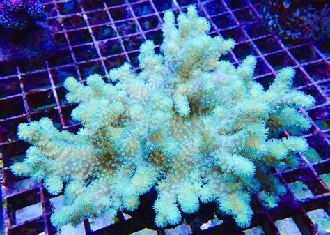 Sinularia Polydactyla Mint Green Tonga Fiji Corals