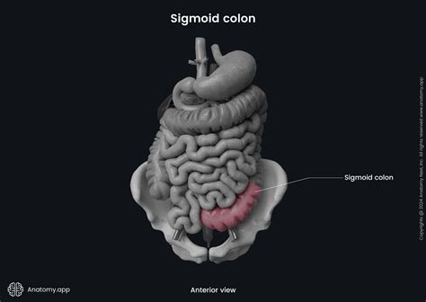 Colon Anatomy App
