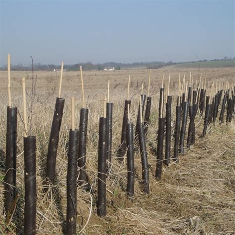 Tree Shrub Protection From Toms Tree Ties