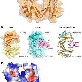 Crystal Structure Of TPP A Cartoon Representation Of The TPP Download Scientific Diagram