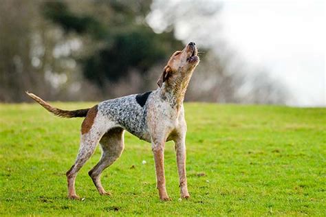 Hound Group American Kennel Club
