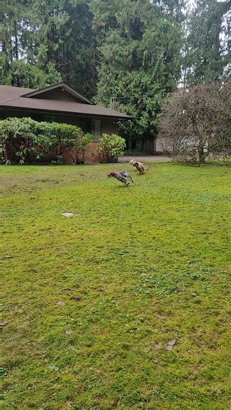 poodles vs pointers r germanshorthairs