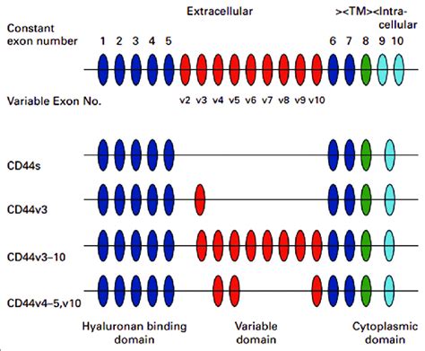 Genomic Structure Of Cd44 With Isoforms 2 Download Scientific Diagram