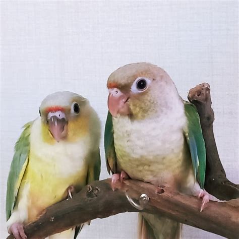 민트블루시나몬 코뉴어앵무새 분양 네이버 블로그