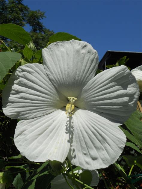 Hardy Hibiscus Stunning Dinner Plate Sized Flowers