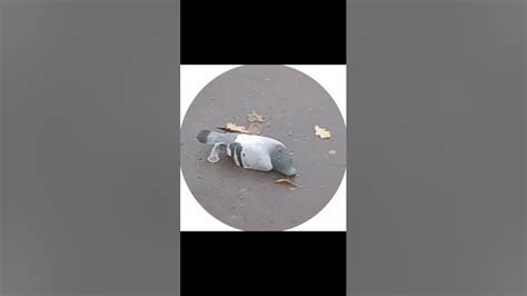 گاد پوری مرد💀 میم گادپوری کفتر گاد Youtube