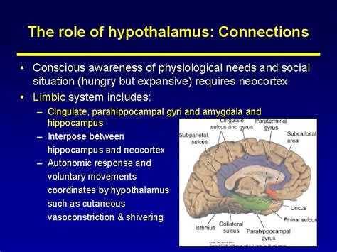 Drives And Emotions The Hypothalamus And Limbic System