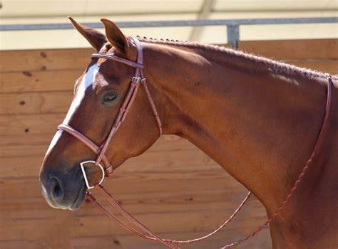 English Bridles Equusport Custom Saddlery