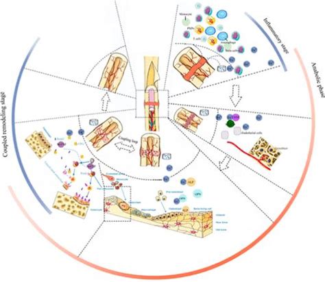 掺铕 3d 维多孔磷酸钙支架作为促进骨组织全面再生的策略：体外和体内 Acs Biomaterials Science And Engineering X Mol