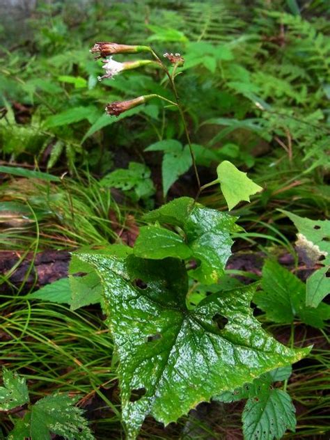 コウモリソウ蝙蝠草 キク科 山野の花実