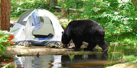 How To Keep Bears Away Camping At Edwin Hare Blog