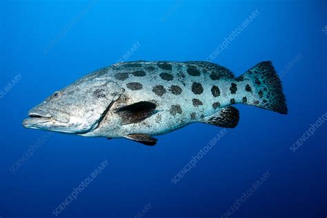 Potato Cod Stock Image C0250003 Science Photo Library
