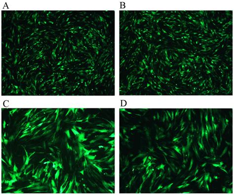 Transcription Factor Tbx18 Promotes Adult Rat Bone Mesenchymal Stem Cell Differentiation To