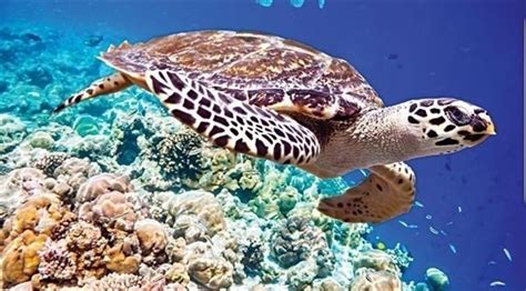 حماية البيئة البحرية أولوية إماراتية موقع 24