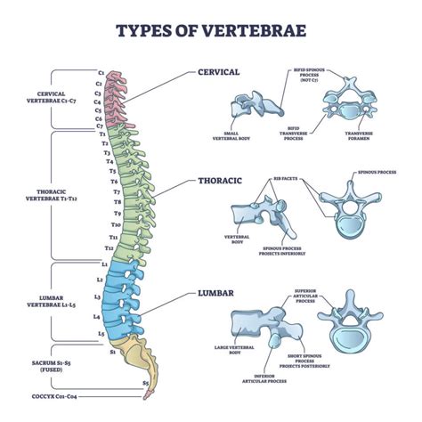 L3 Spine 3rd Lumbar Vertebra Anatomy Injuries And More
