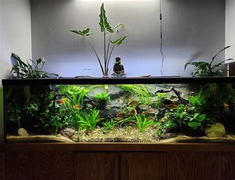 How Big Is A 125 Gallon Fish Tank Aquanswers
