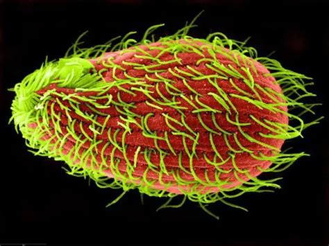 What Is The Structure Of A Cell Of Protozoa Detailed Description Secondary Education And Schools