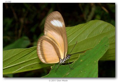 Eueides Lybia Olympia Fabricius 1793