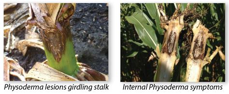 Stalk Rot Wyffels Corn Hybrids