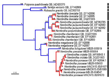 Coi Bayesian Tree Showing Bptp Species Delimitation Results Each Red