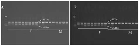 Dna Sequence Marker For Identifying Sex Of Cannabis Sativa Plant And