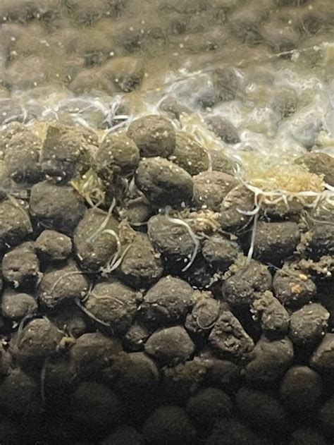 What Are These Hair Like Worms Raquariums