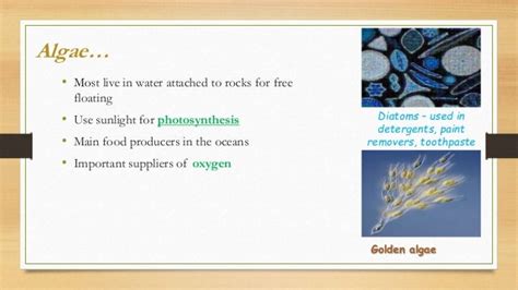 Characteristics Of Algae