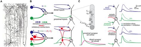 Individual Neurons Are Organized Into Circuits That Perform Download Scientific Diagram